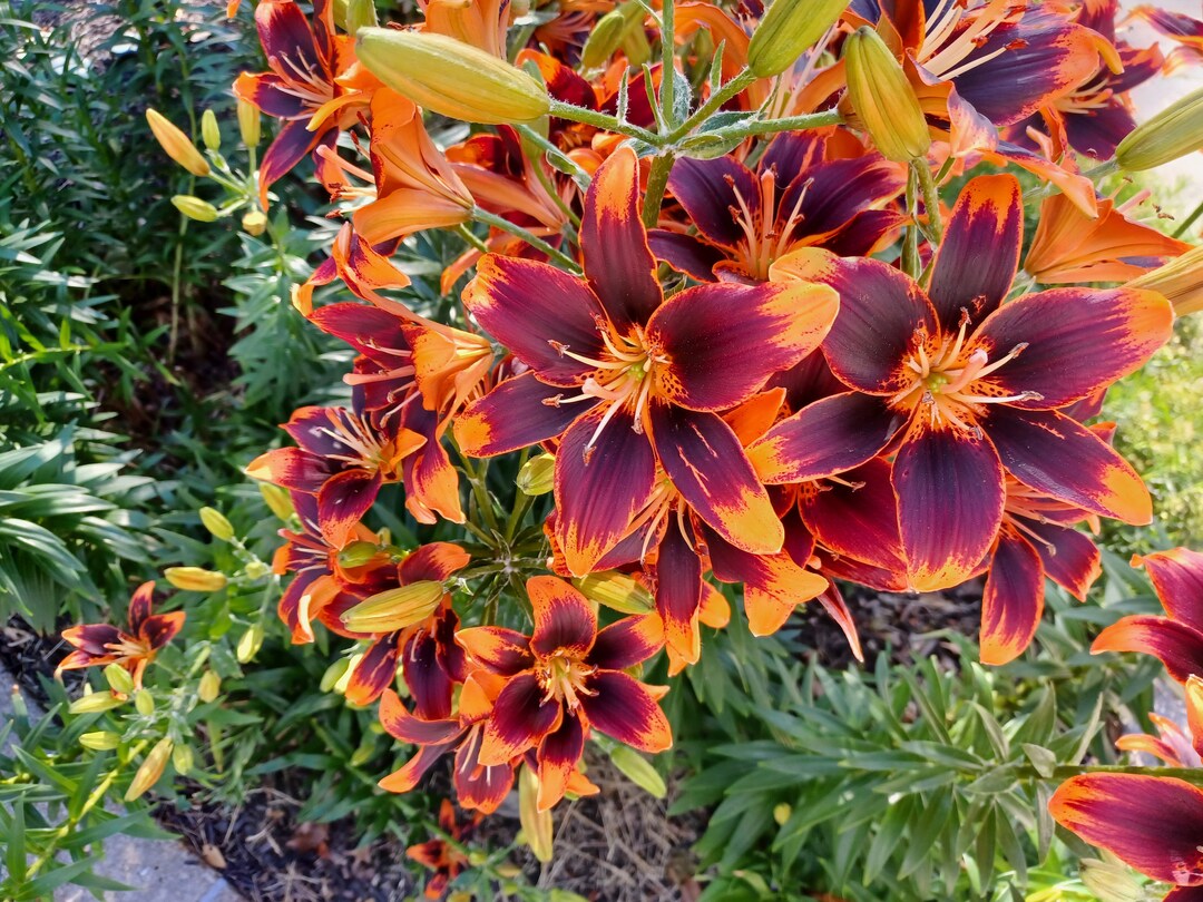 Forever Susan Asiatic Lily Bulbs 3 Bulbs - Etsy