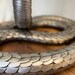 Life Size Metal Cobra Sculpture 12 Foot Long. - Etsy
