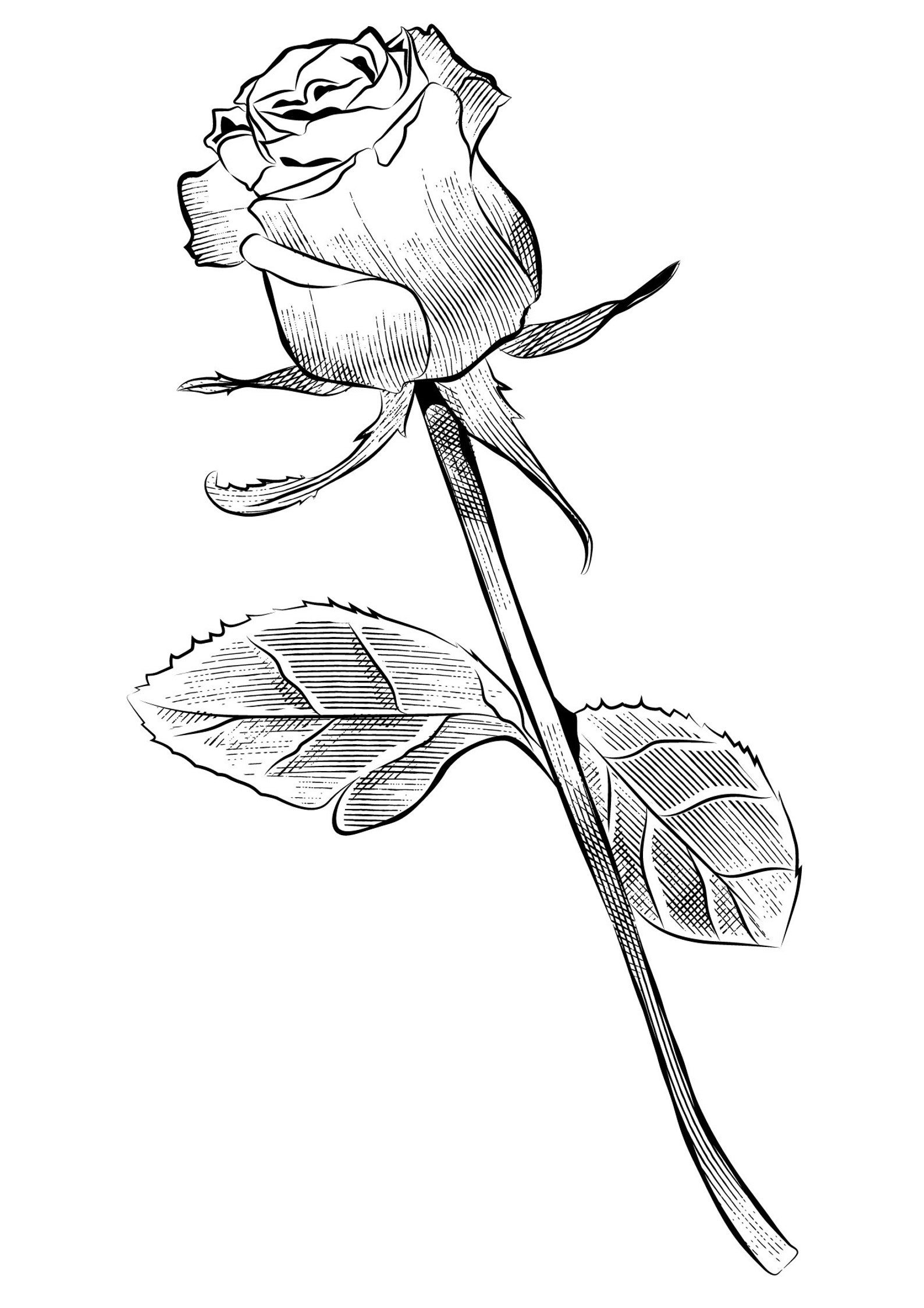 Sketch of Rose Coloring Pages ,digital Download, Istant Download ...