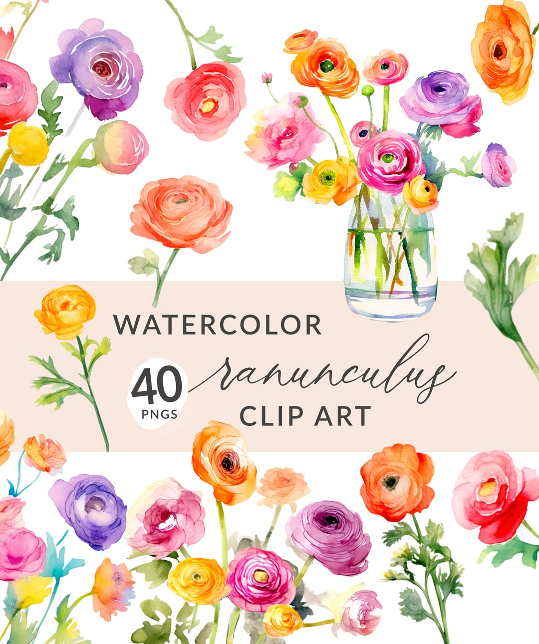 Ranunculus Clipart Ranunculus Watercolor Clip Art Ranunculus ...