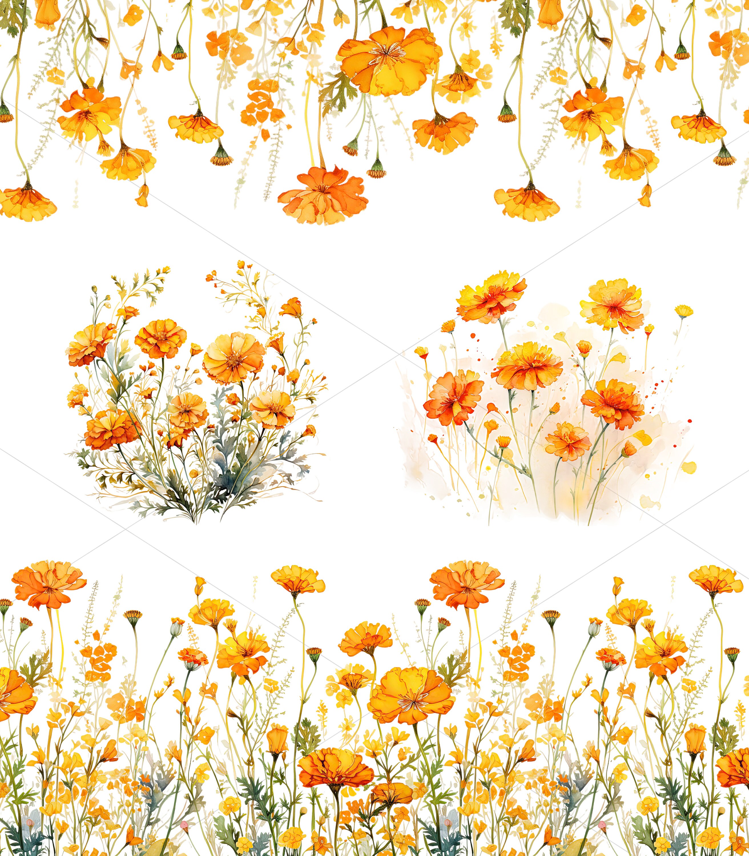 Marigold Clipart, Watercolor Marigold Clipart PNG, Marigold Clip Art ...