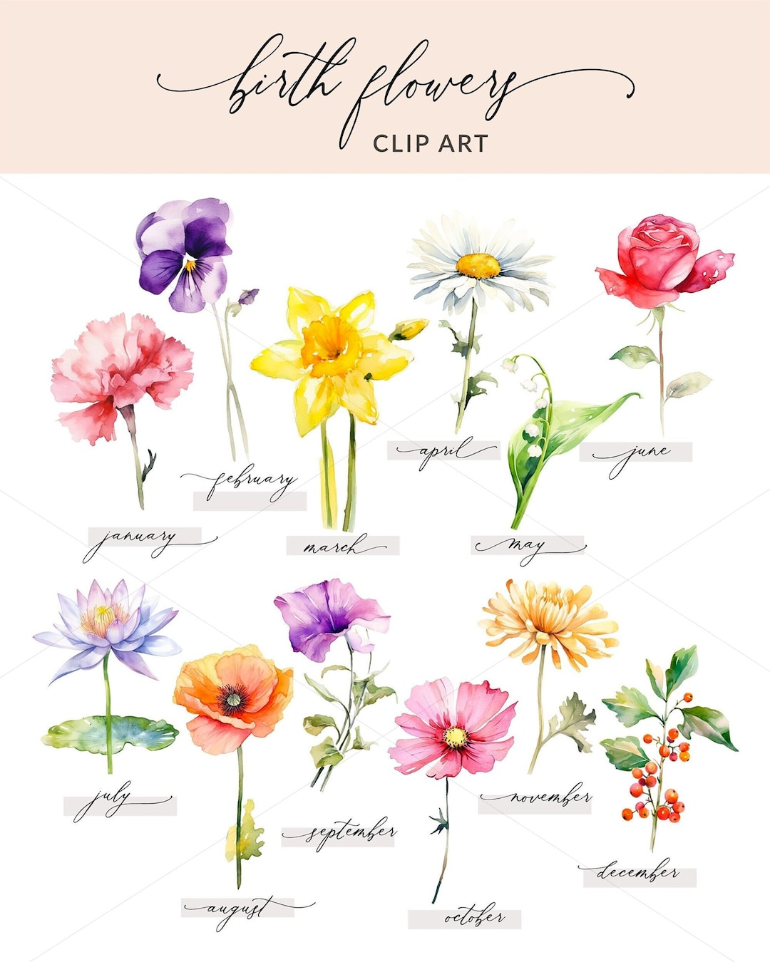 Watercolor Birth Month Flowers PNG Images, Birth Flowers Clipart ...