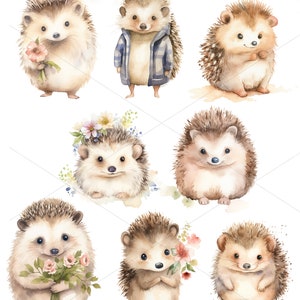 Watercolor Hedgehog Clipart Set, Cute Animals (digital Download) - Etsy