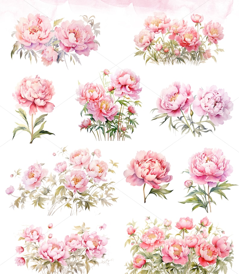 Watercolor Pink Peony Clipart Peony Frames and Peony Borders Clipart ...