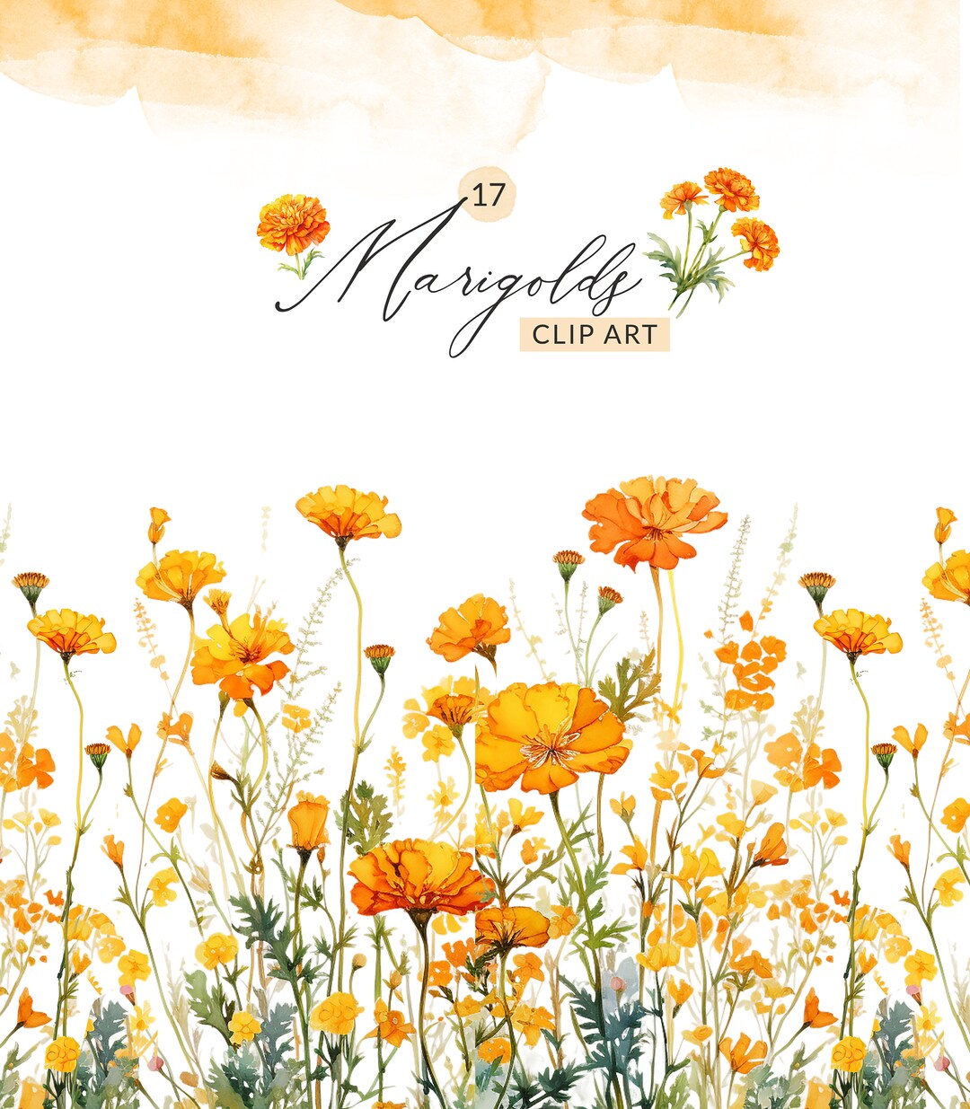 Marigold Clipart, Watercolor Marigold Clipart PNG, Marigold Clip Art ...