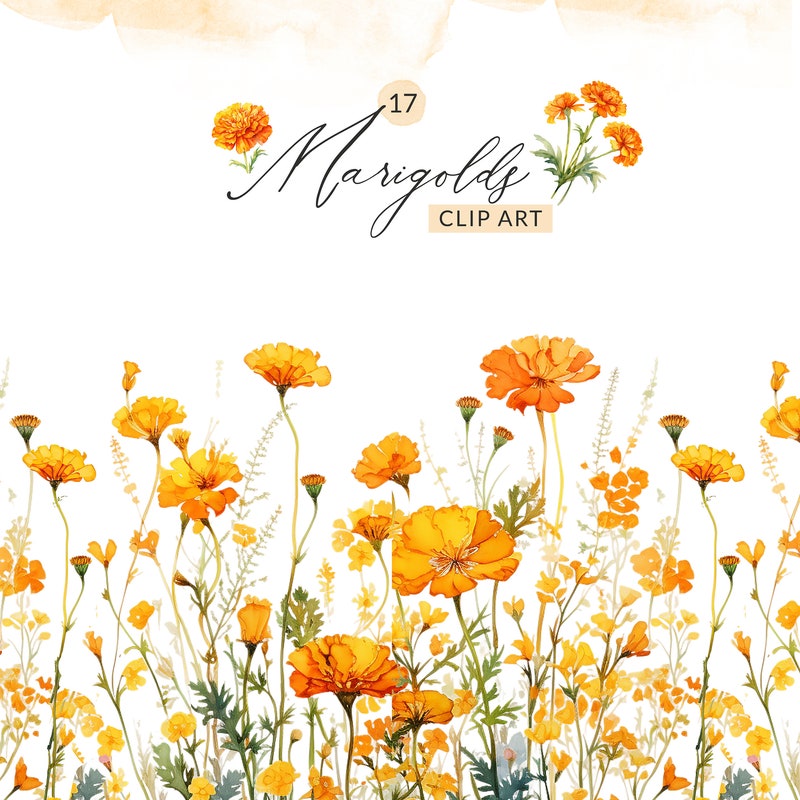 Clip Art Calendula - Etsy