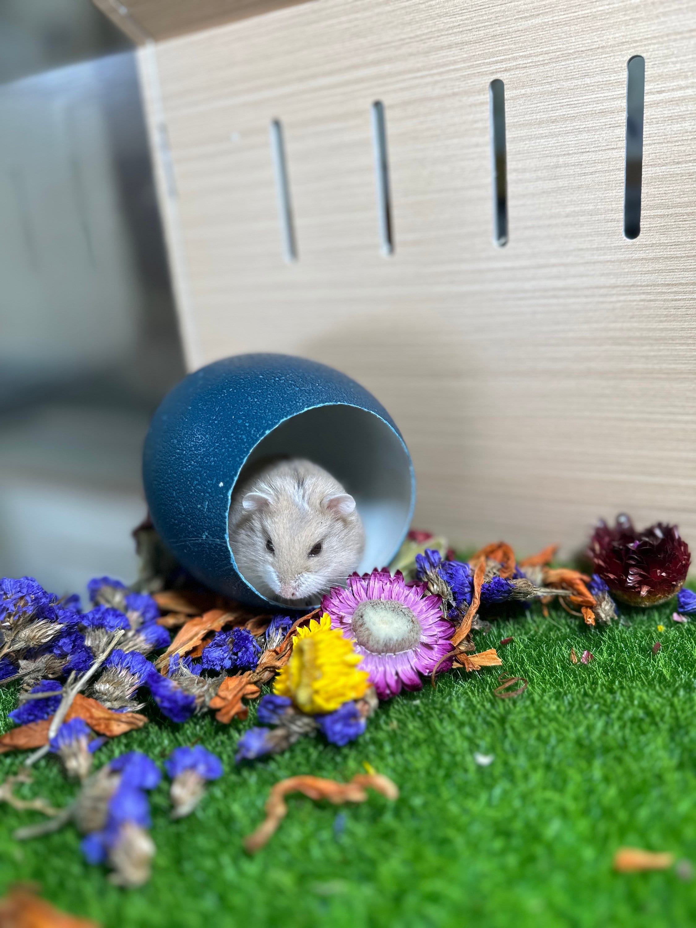 Hamster House Handmade Emu Eggs Make Crawling Pet House,hideout - Etsy