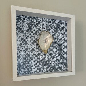 Pearl Oyster Shell Shadow Box - Etsy