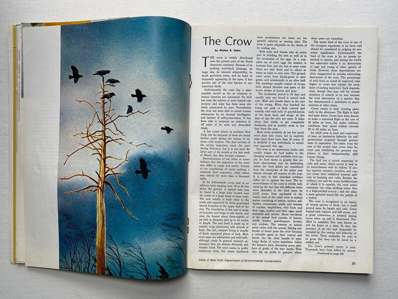 August September 1973 Issue of New York State THE CONSERVATIONIST ...