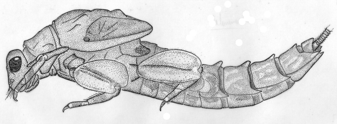 Printable Insect Images, Wall Decoration Paintings in Graphite. Biology ...