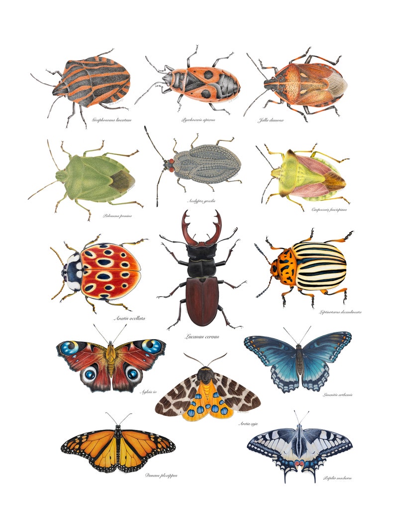 Bug Collection Set Instant Download Digitals Jpg Png Files - Etsy