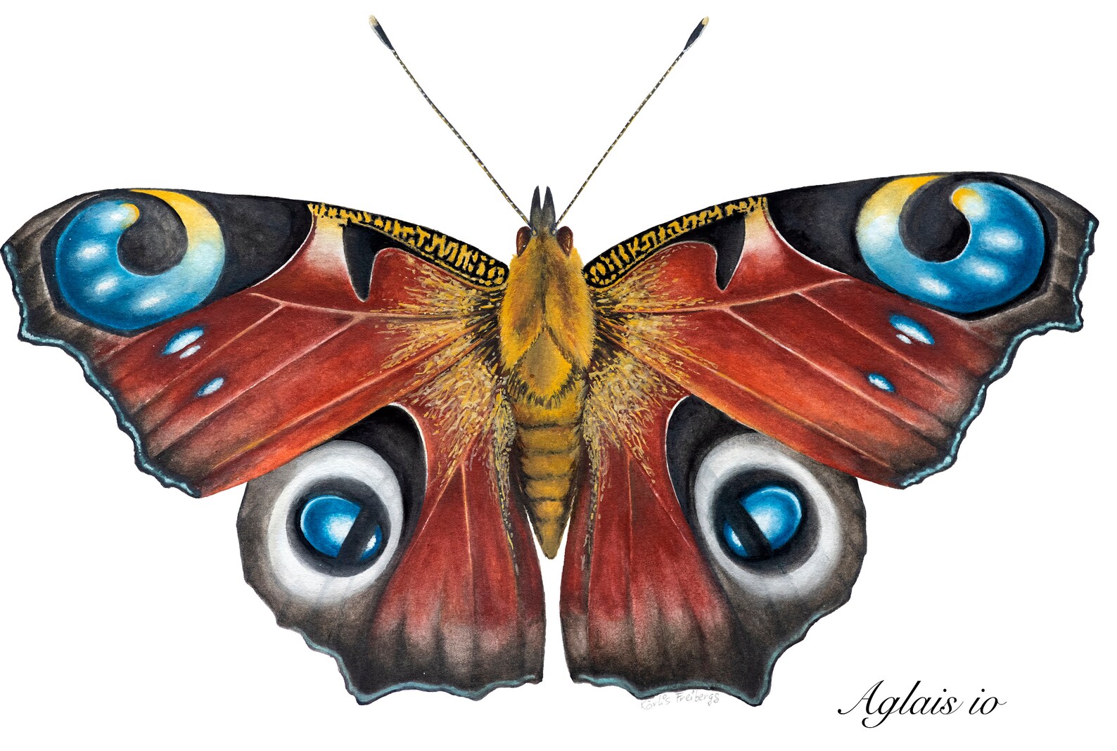 Bug Collection Set Instant Download Digitals Jpg Png Files - Etsy