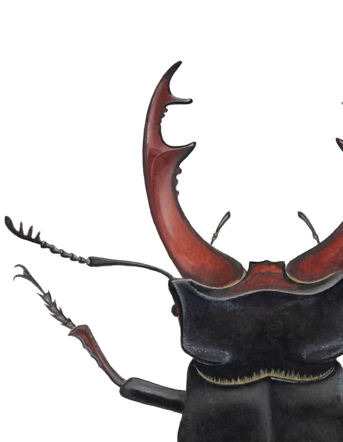 Stag Beetle Digital File Instant Download Jpg Png Files - Etsy
