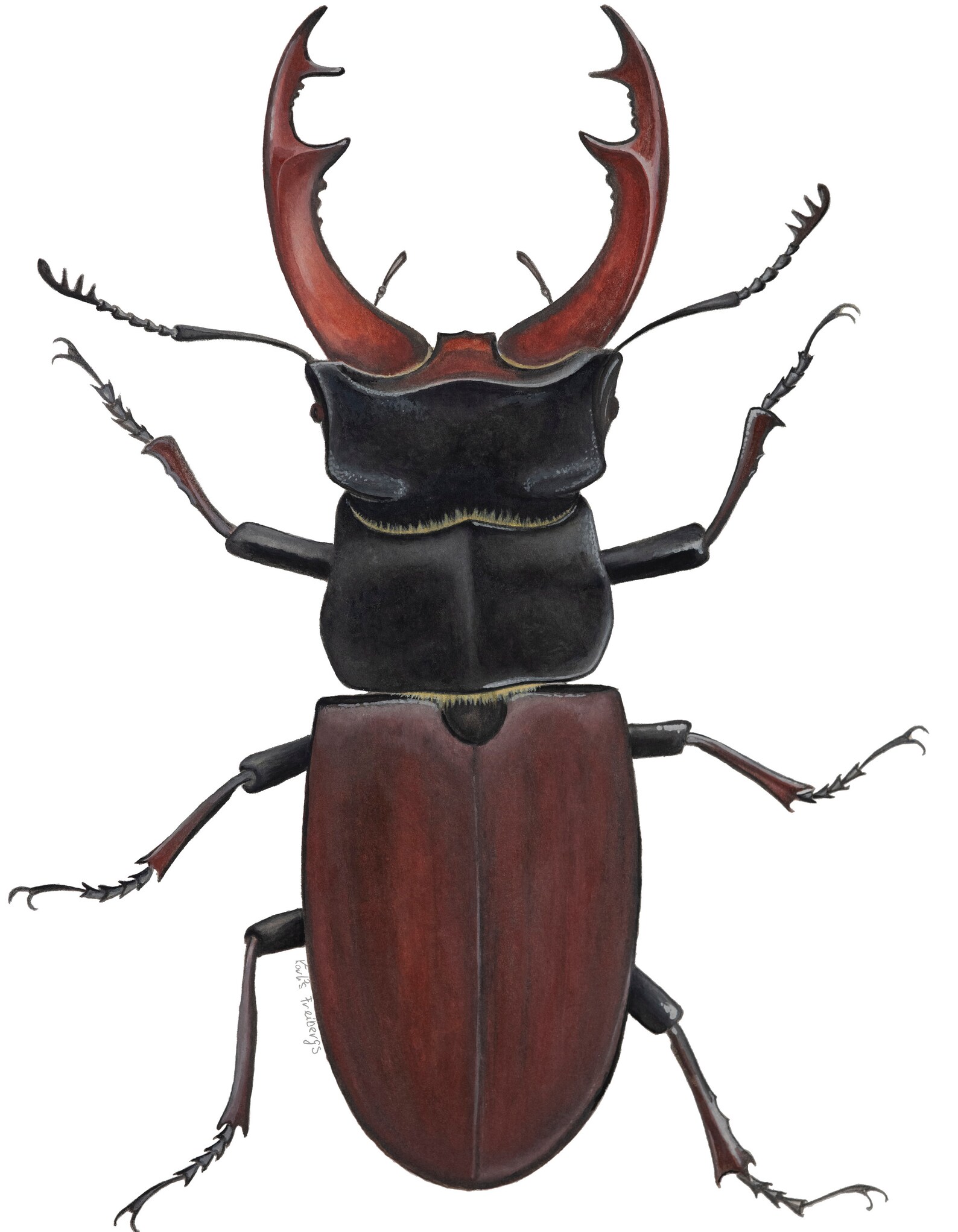 Stag Beetle Digital File Instant Download Jpg Png Files - Etsy