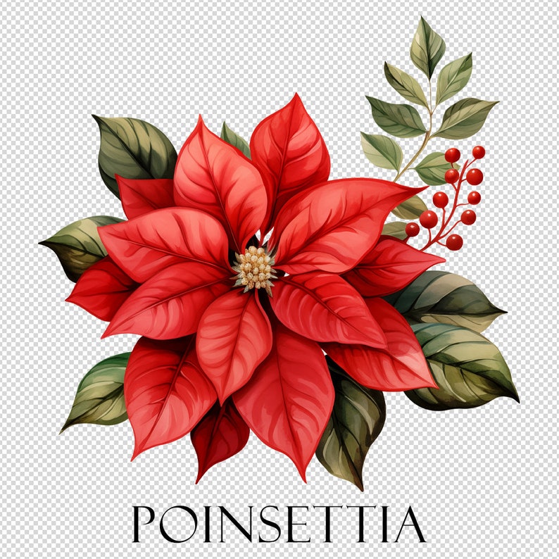 Christmas Florals, High Quality, Transparent, PNG, Decor Cliparts ...