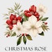 Christmas Florals, High Quality, Transparent, PNG, Decor Cliparts ...