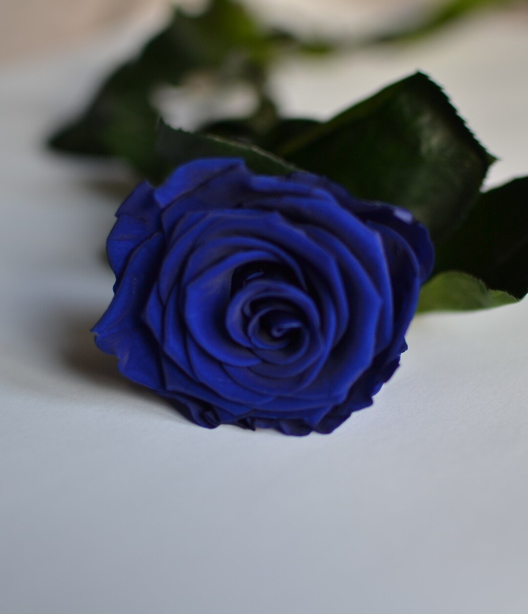 Blue Eternal Rose, Preserved Flower Perfect for Valentine's Day and ...