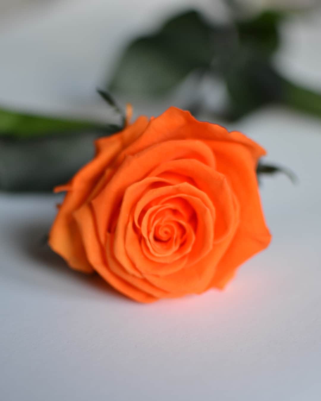 Orange Eternal Rose, Preserved Flower Perfect for Valentine's Day and ...