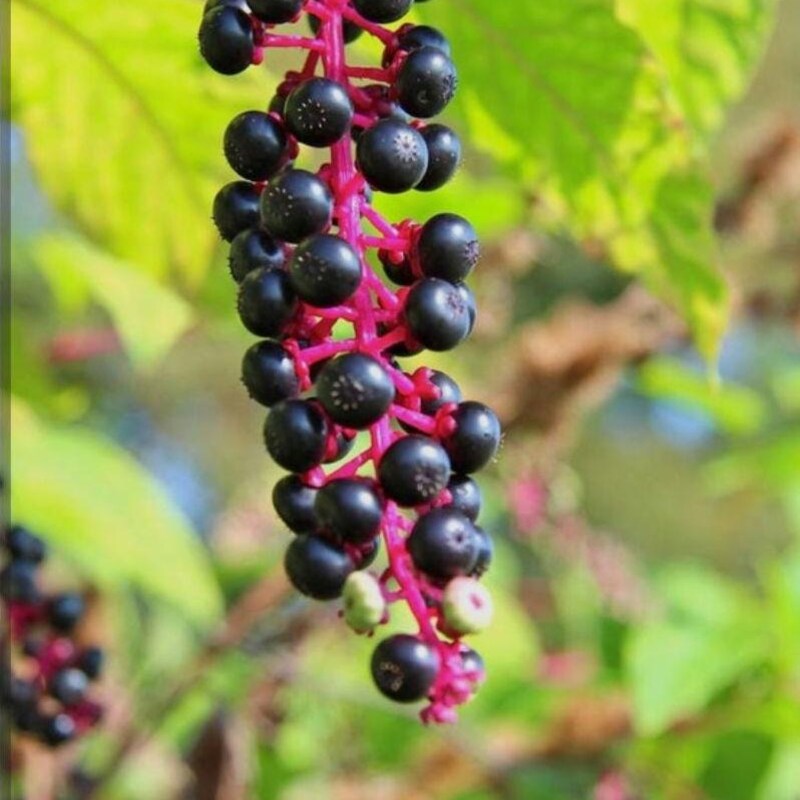 Pokeberry - Etsy