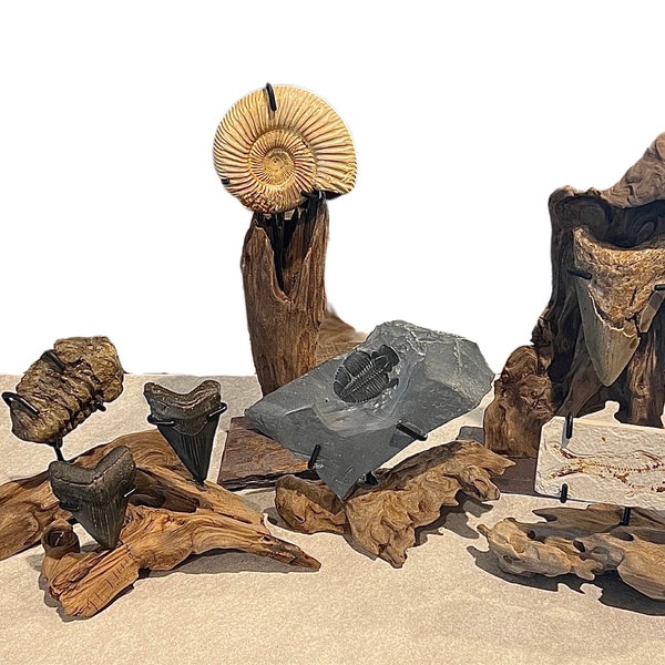 Fossil Display Stand - Etsy