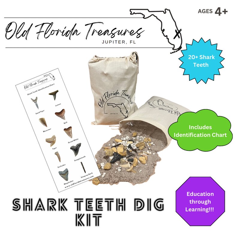 Shark Teeth Dig Kit 3lbs Old Florida Treasures - Etsy