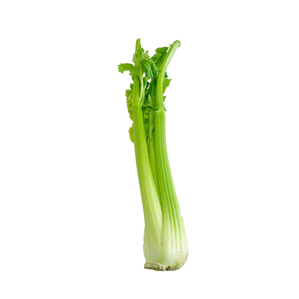 100+ Celery Seeds Utah Tall Free Shipping - Etsy