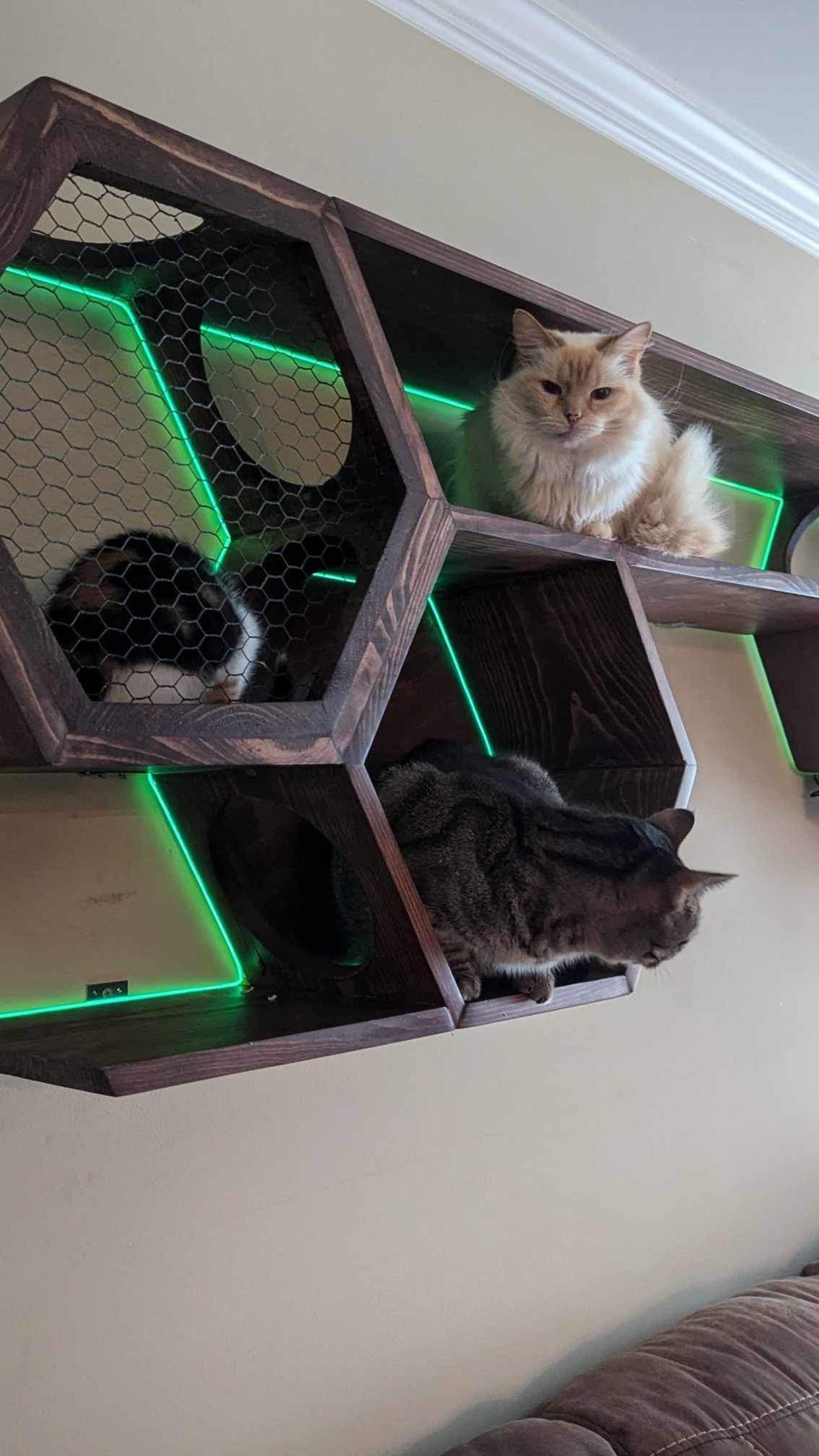 Custom Made Cat Cots Hexagon Floating Shelves With Lights Cat Beds Play ...