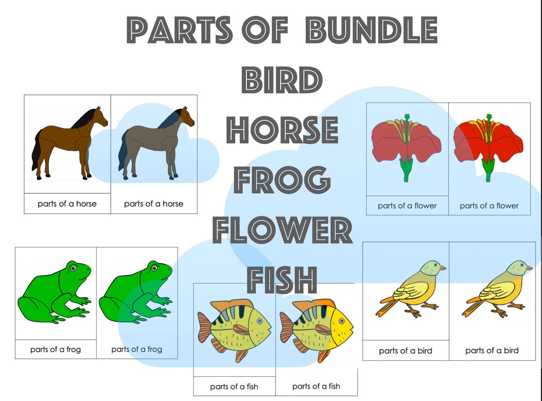 Montessori 3 Part Cards Of: Fish, Horse, Frog, Flower, Bird - Etsy