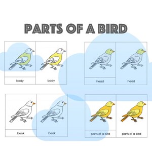Montessori 3 Part Cards Of: Fish, Horse, Frog, Flower, Bird - Etsy