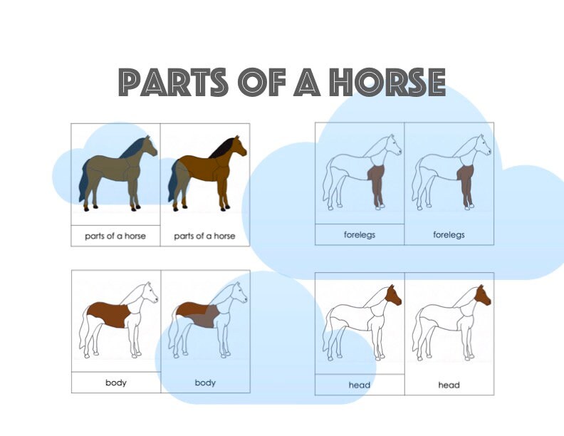 Montessori 3 Part Cards Of: Fish, Horse, Frog, Flower, Bird - Etsy