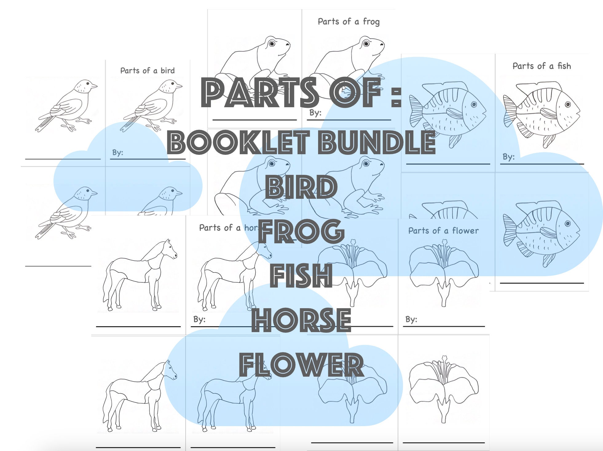 Montessori Parts of Animals + Bird Booklets - Etsy