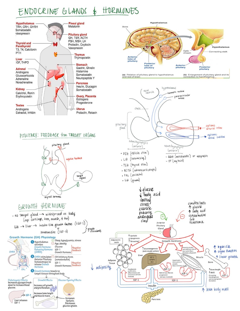 Endocrine System Notes - Etsy