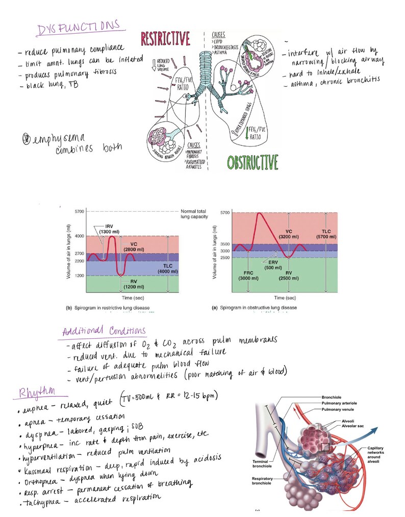 Respiratory System Notes - Etsy