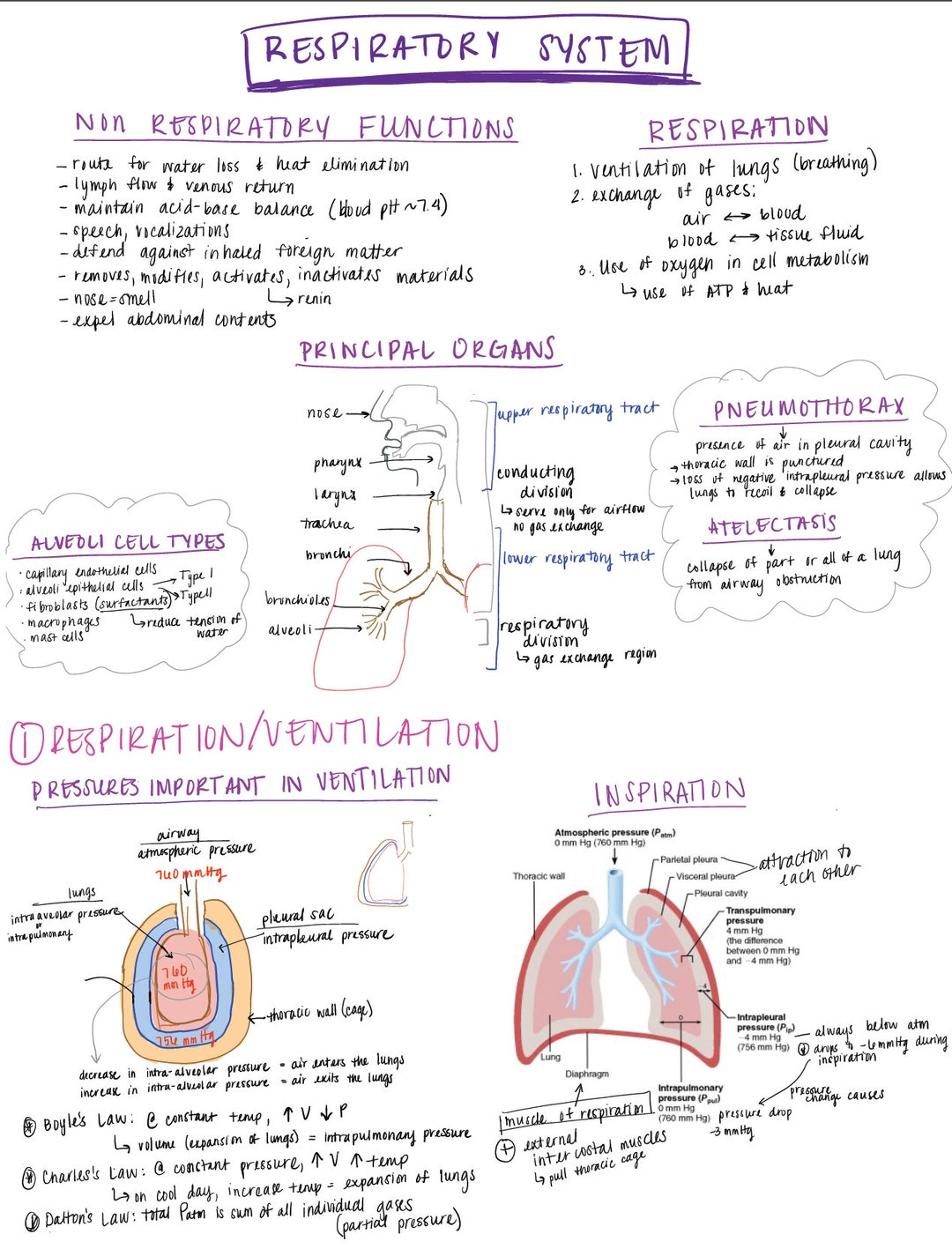 Respiratory System Notes - Etsy