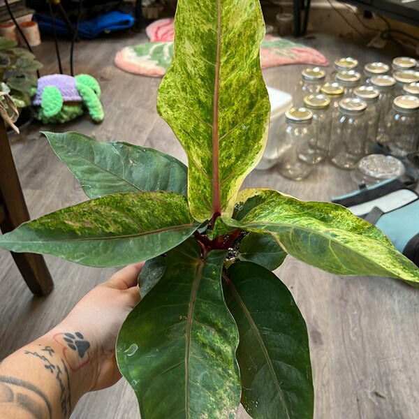 Anthurium Hookeri Variegated - Etsy