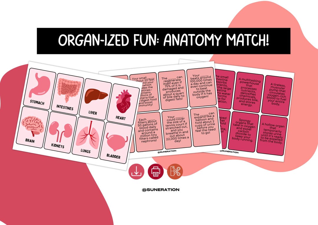 Organ Matching Game for Kids – Fun, Educational, and Interactive! - Etsy