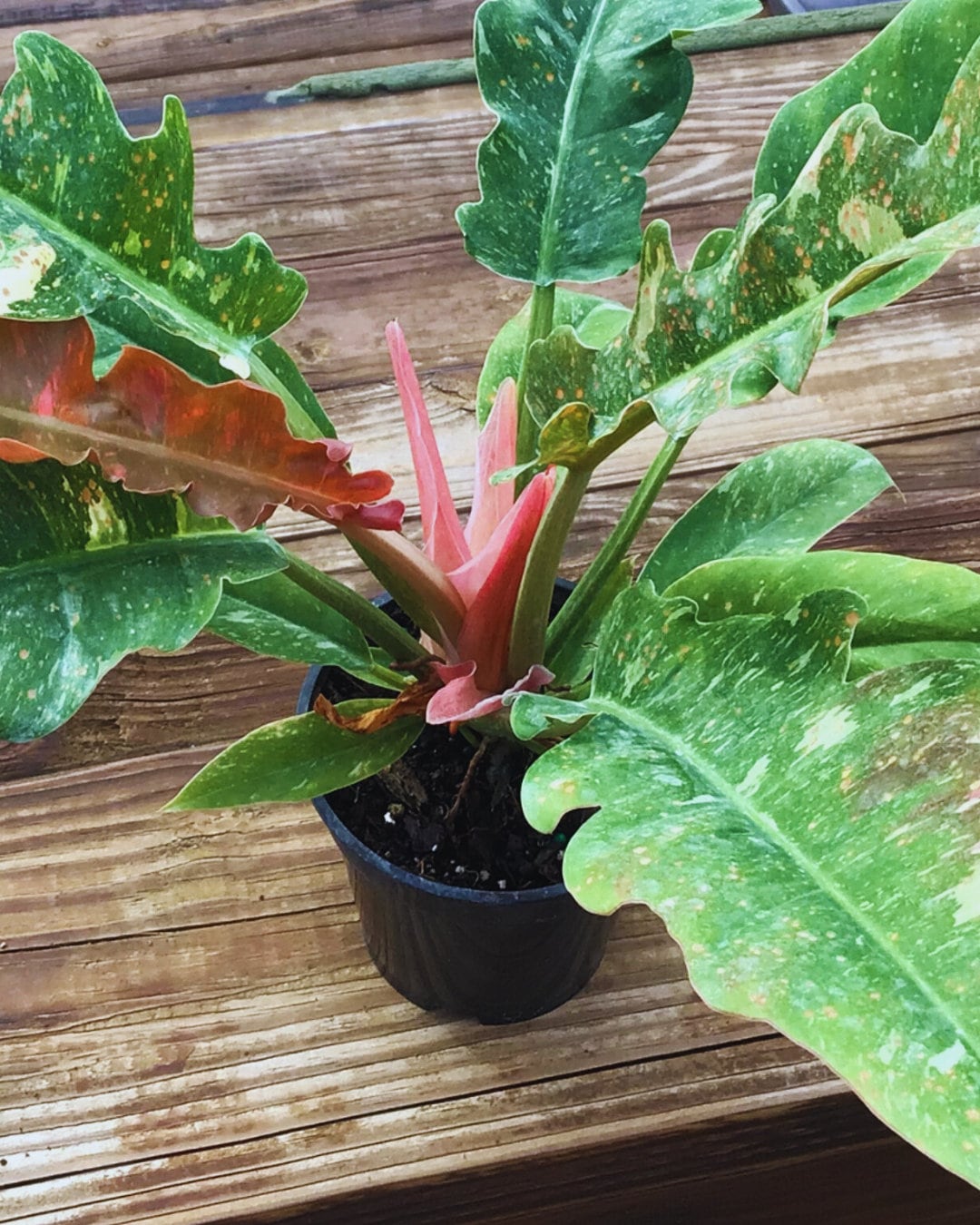 Philodendron Ring of Fire Variegated - 6" - Etsy