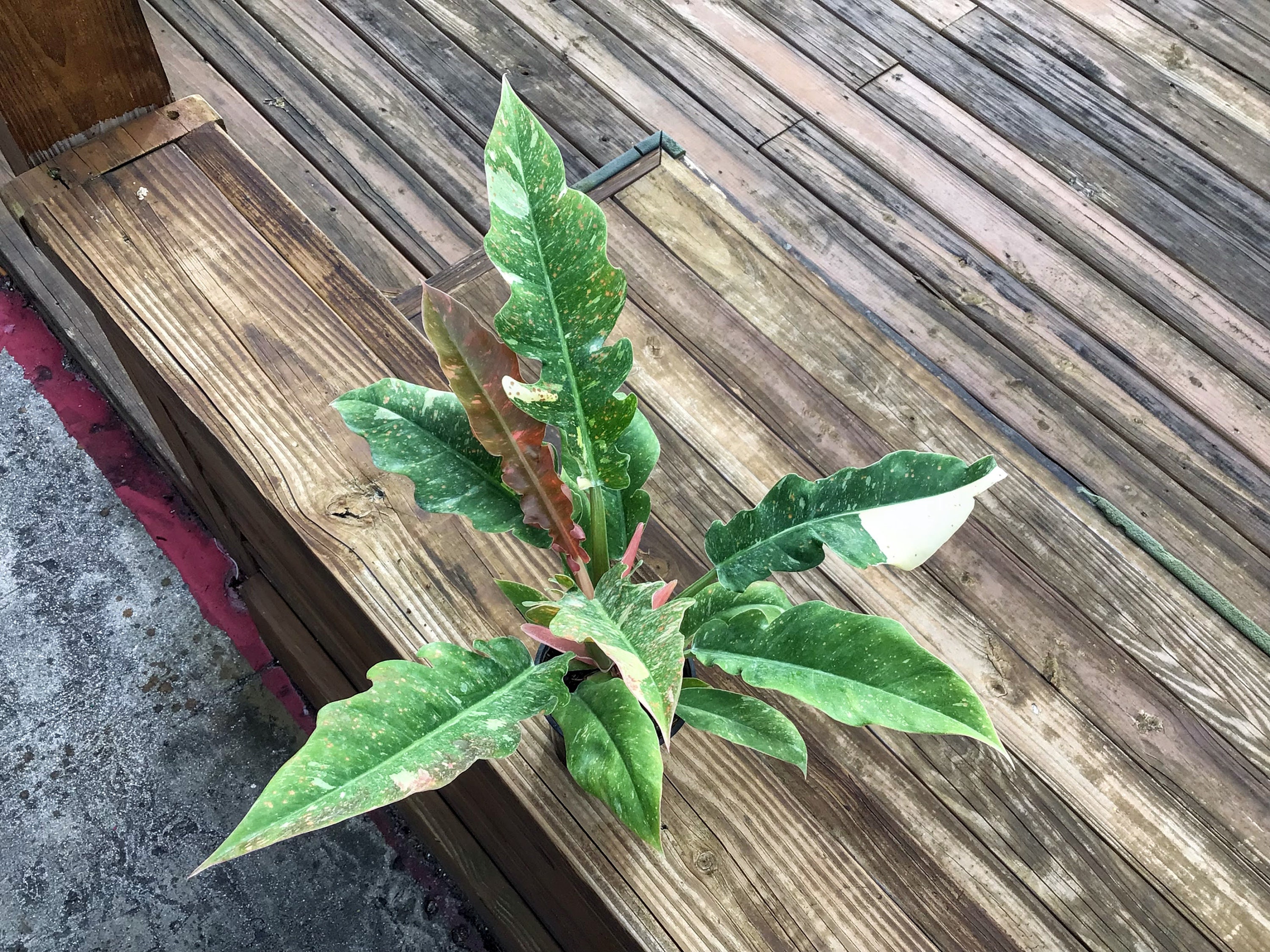 Philodendron Ring of Fire Variegated - 6" - Etsy