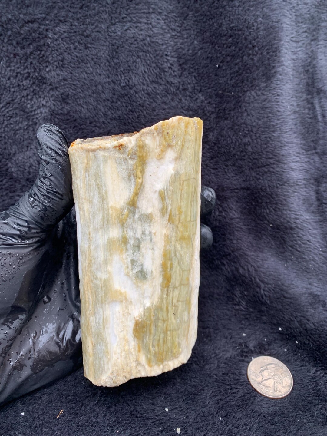 Limb Cast Agatized Opalized Petrified Wood #89 - Etsy