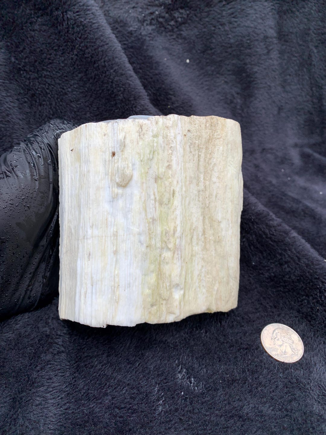 Petrified Wood Limb Cast Agatized and Opalized #88 - Etsy