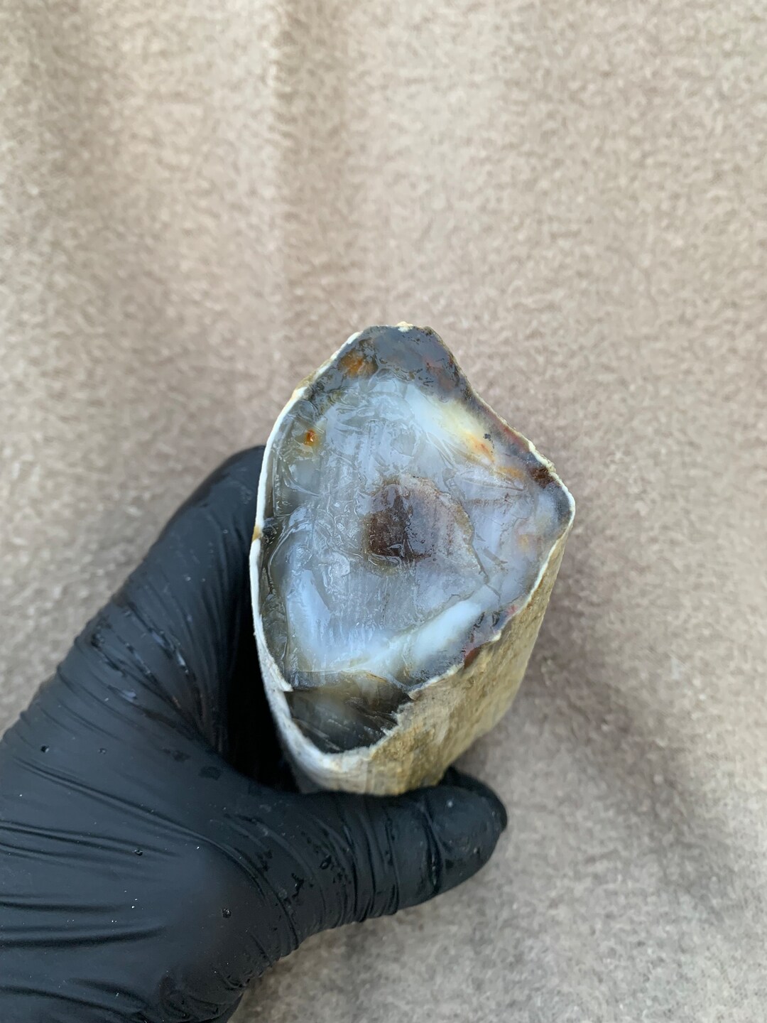 Limb Cast Opalized Agatized Petrified Wood 75 - Etsy