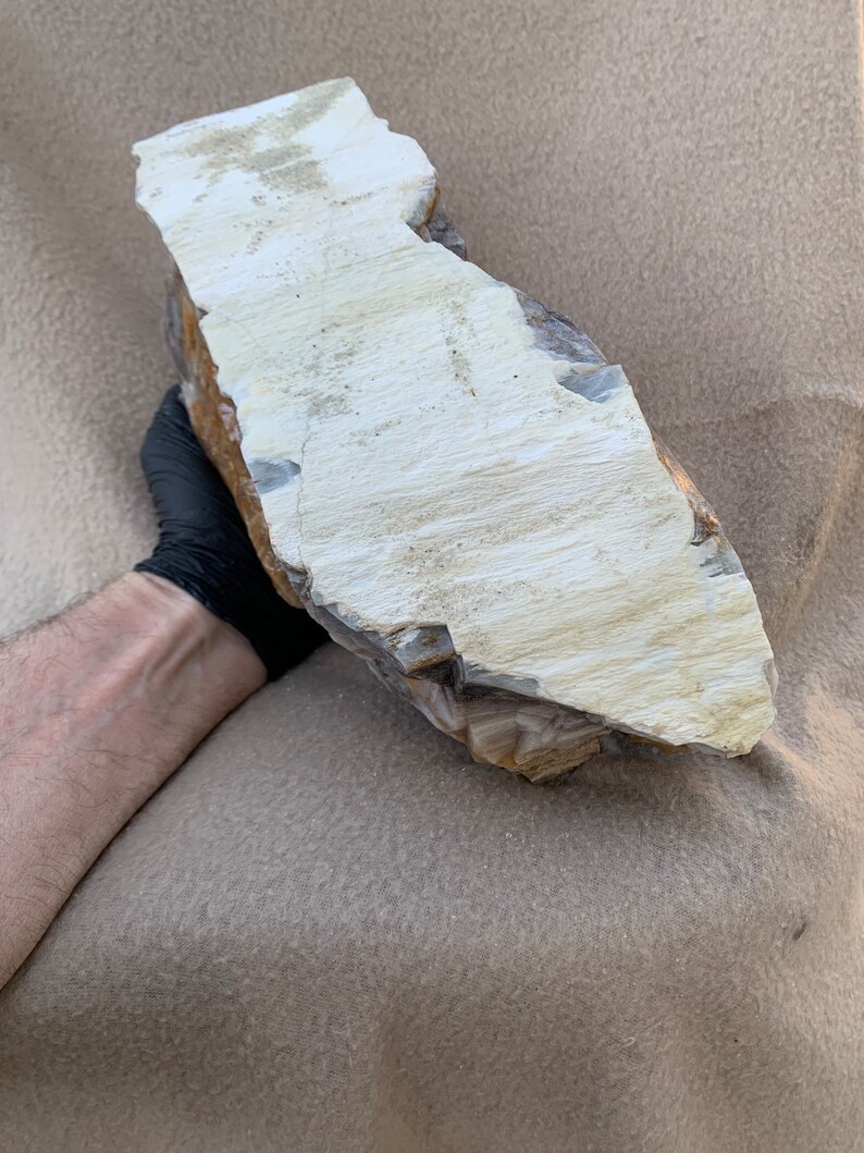 Opalized Perified Wood Collectors Piece #68 - Etsy