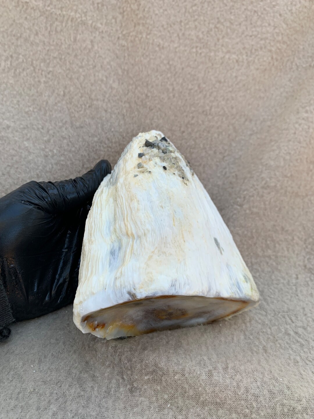 Limb Cast Agatized Petrified Wood #58 - Etsy