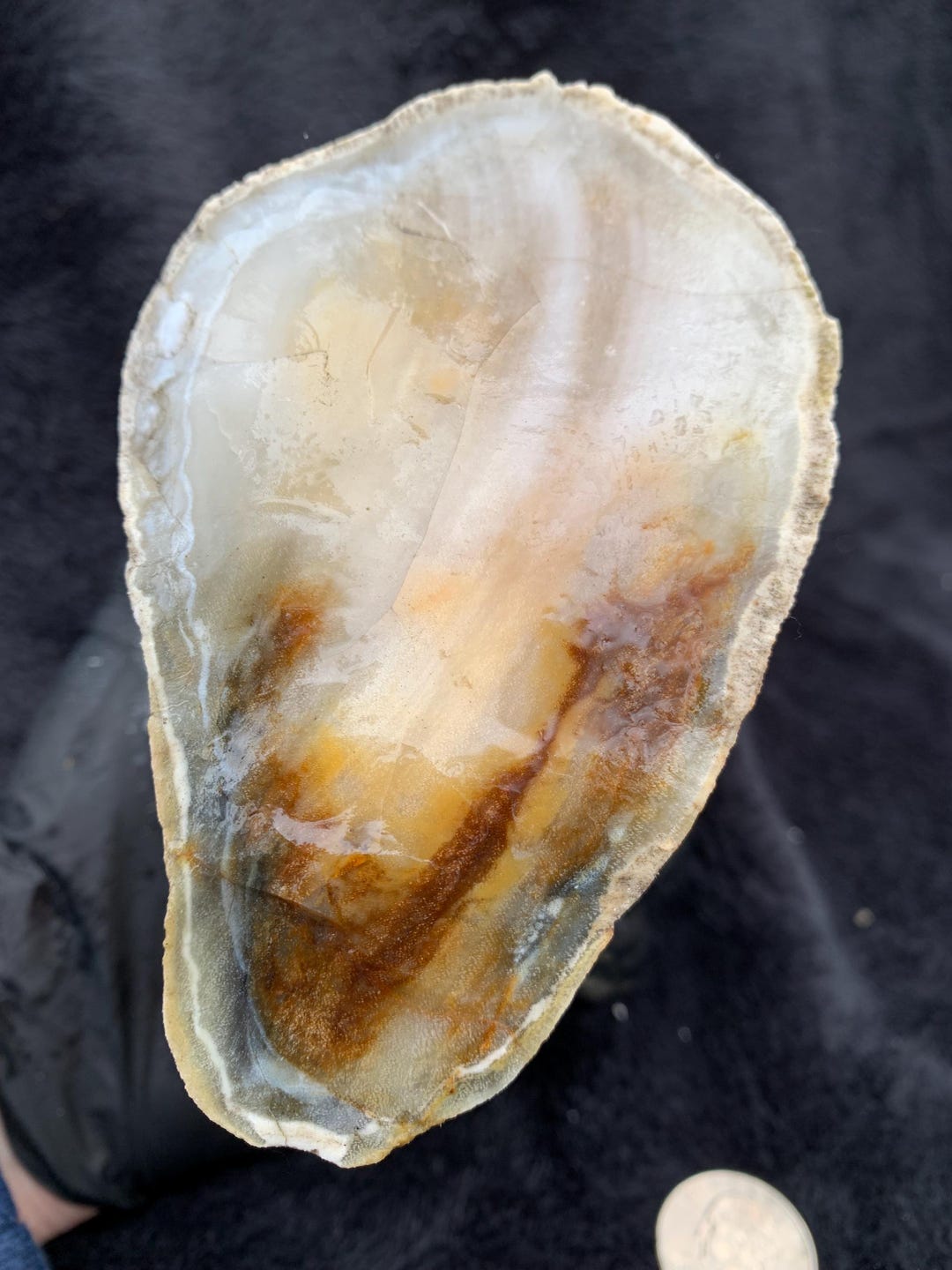 Limb Cast Opalized Agatized Petrified Wood #87 - Etsy