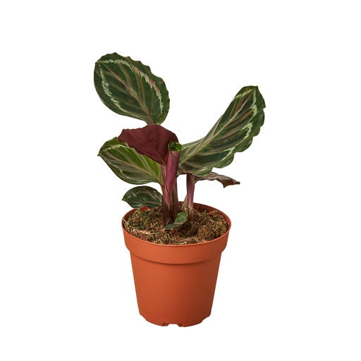Calathea Medallion - Etsy