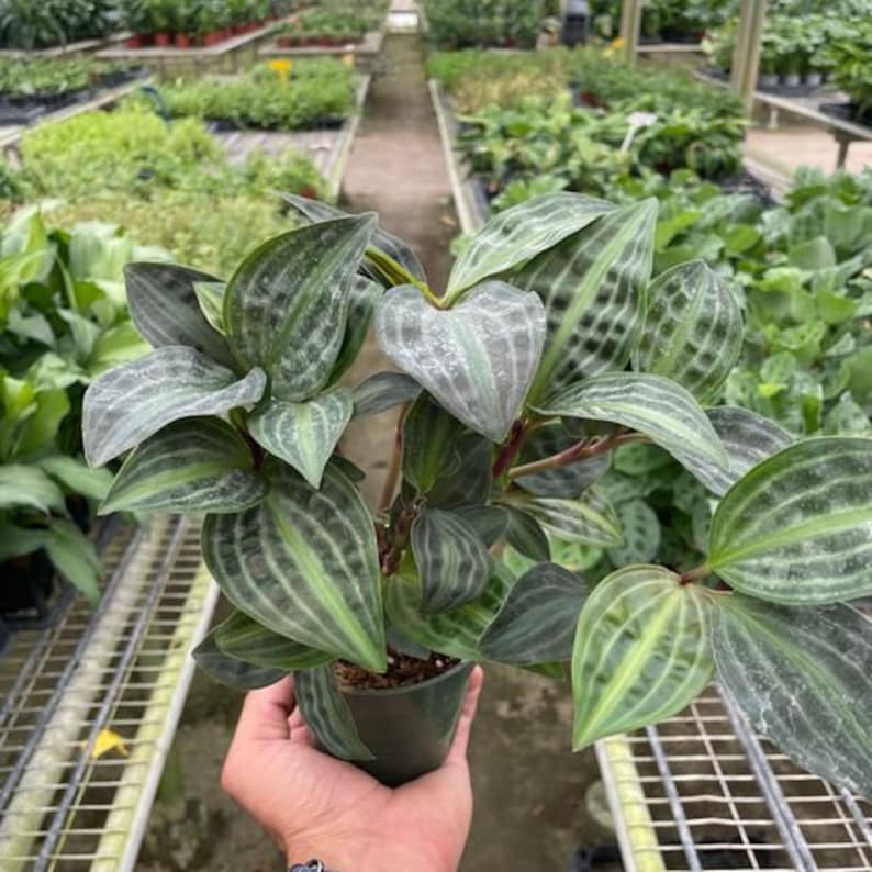 Geogenanthus Poeppigii - Etsy