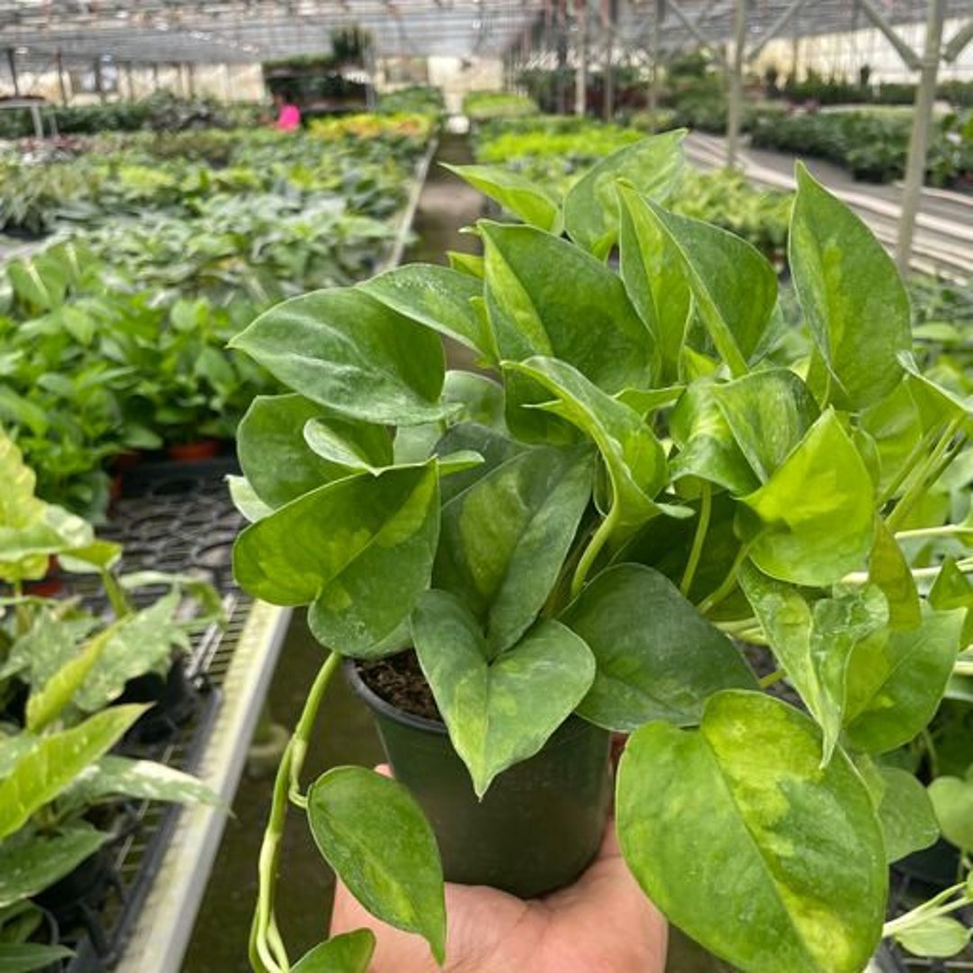 Pothos Global Green - Etsy