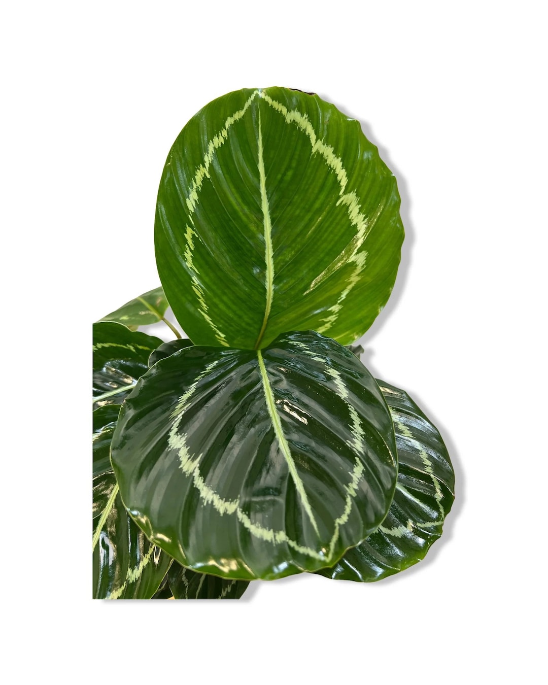 Calathea Roseopicta 'green Goddess' - Etsy