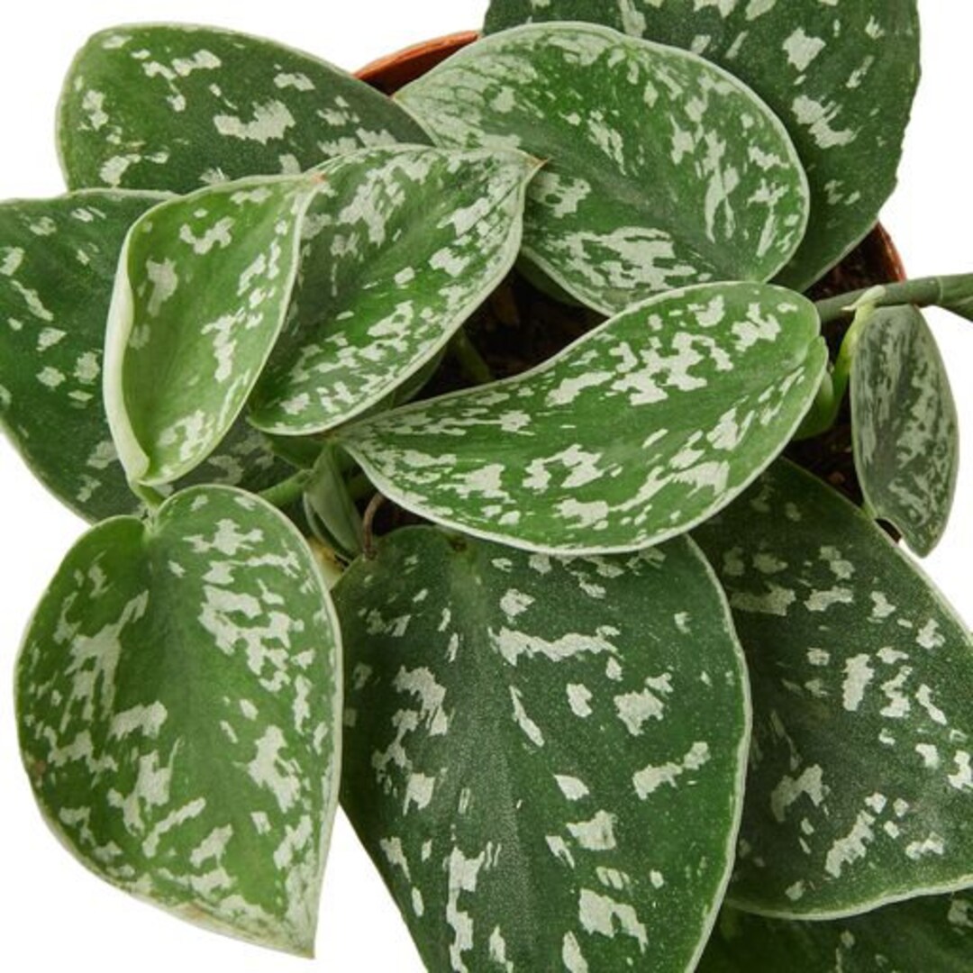 Pothos Picta - Etsy