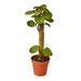 Aralia Fabian Stump - Etsy
